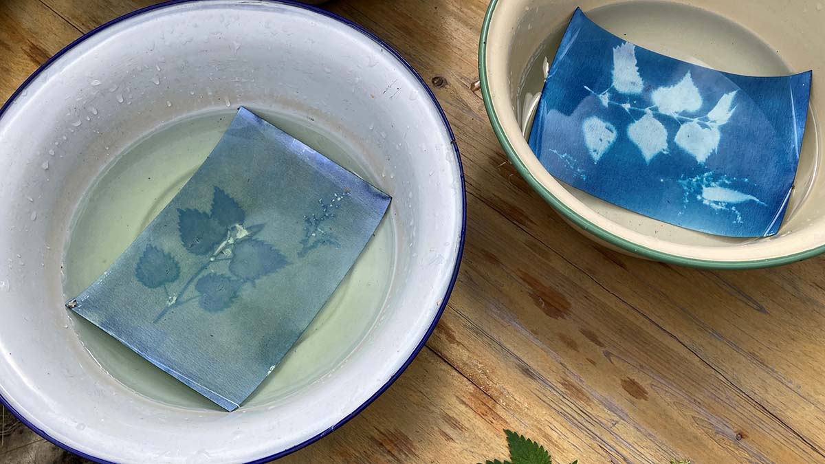 Botanik och cyanotypi: vi utforskar naturen med fotografi ...